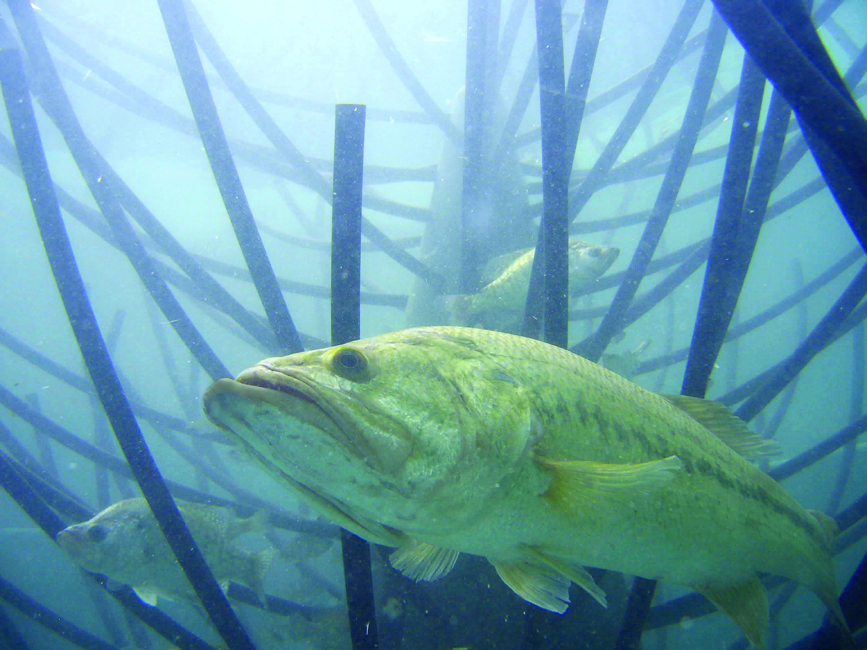 Bag fees put back into use for other sustainability programs | Bags ...