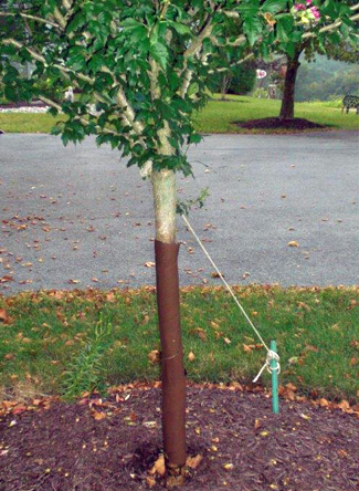 Tree-Armor:-The-buck-stops-here | Plastics News