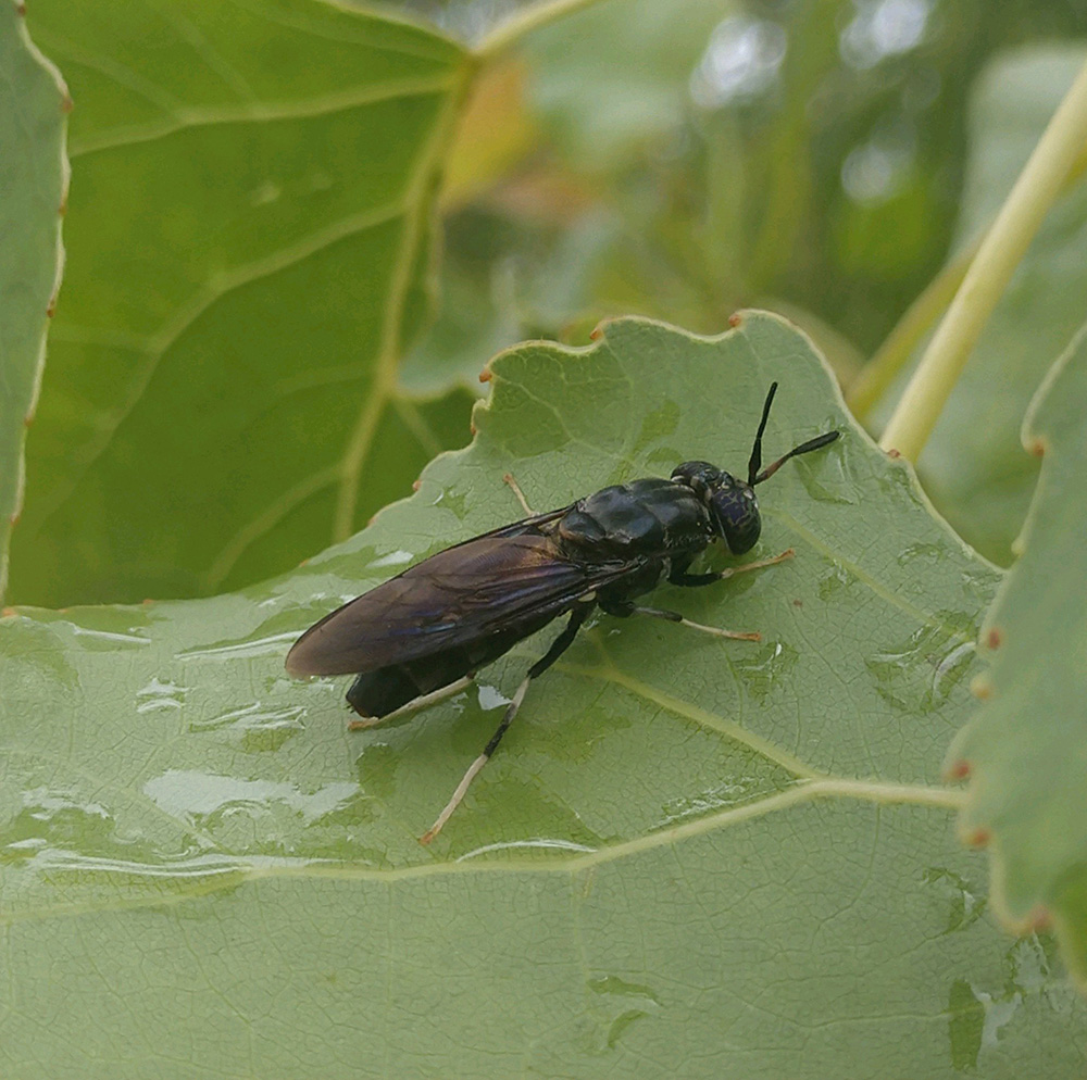 Berry, IAC introduce new CEOs; turning flies into feedstock; the many ...