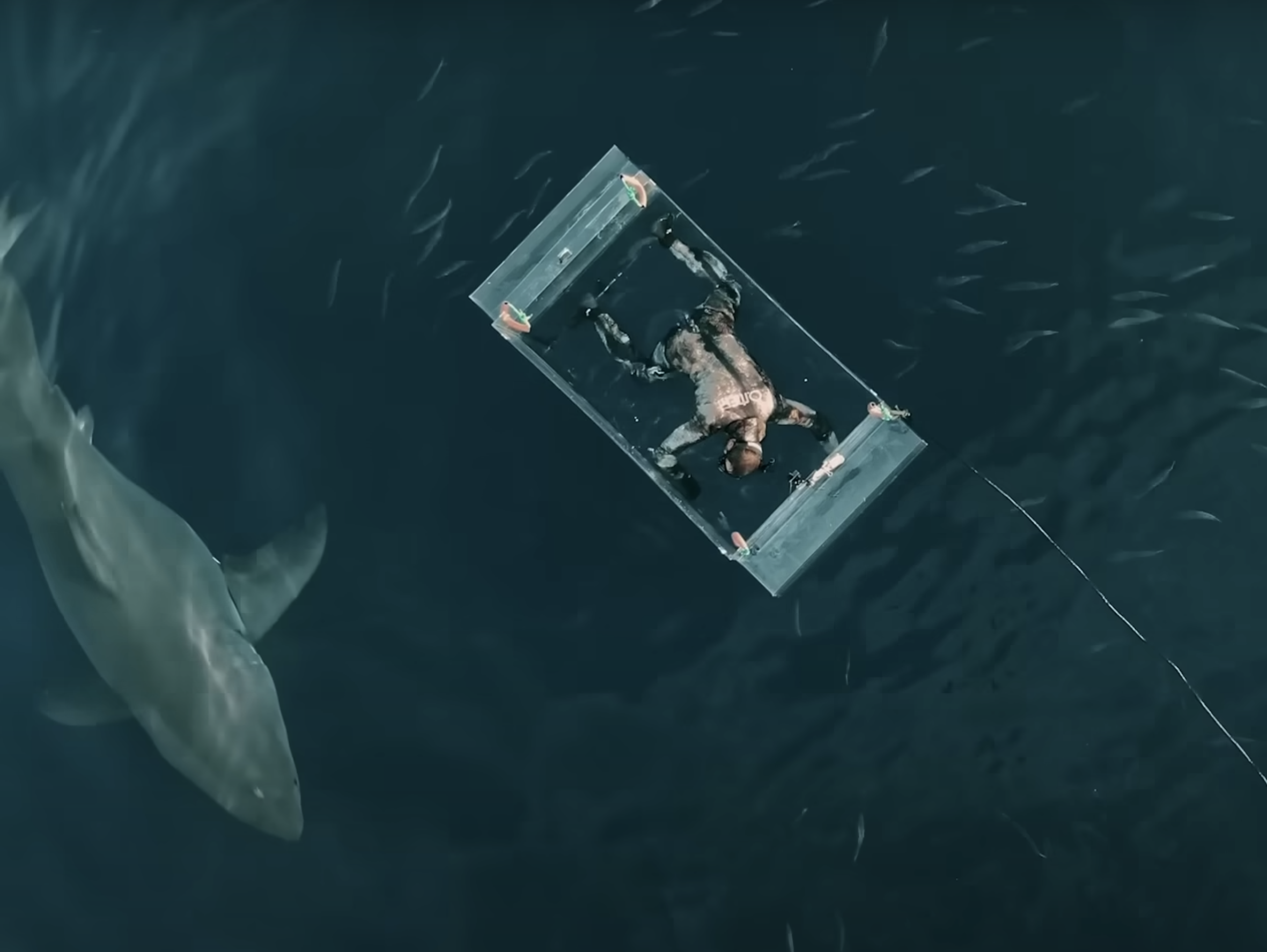 Swimming with sharks in plastic boxes; Big growth for pipes; VW invests ...