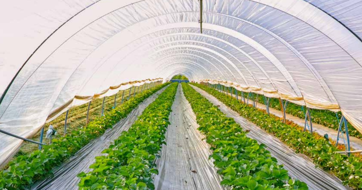 Formosa Plastics opens new LDPE resin unit in Texas | Plastics News