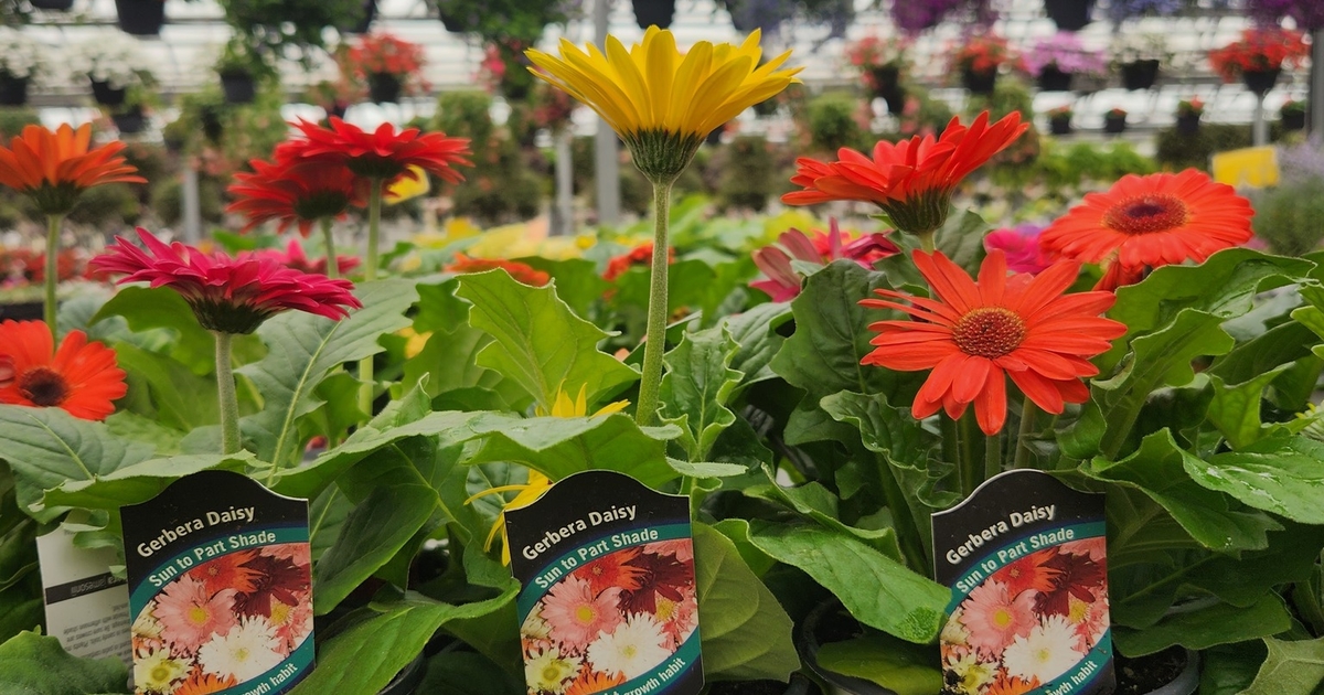 Plant label maker MasterTag adding production | Plastics News