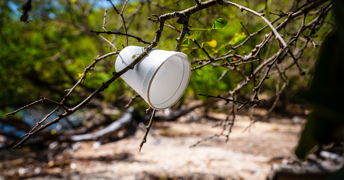 National foam ban proposed, would echo those in 11 states since 2019 ...