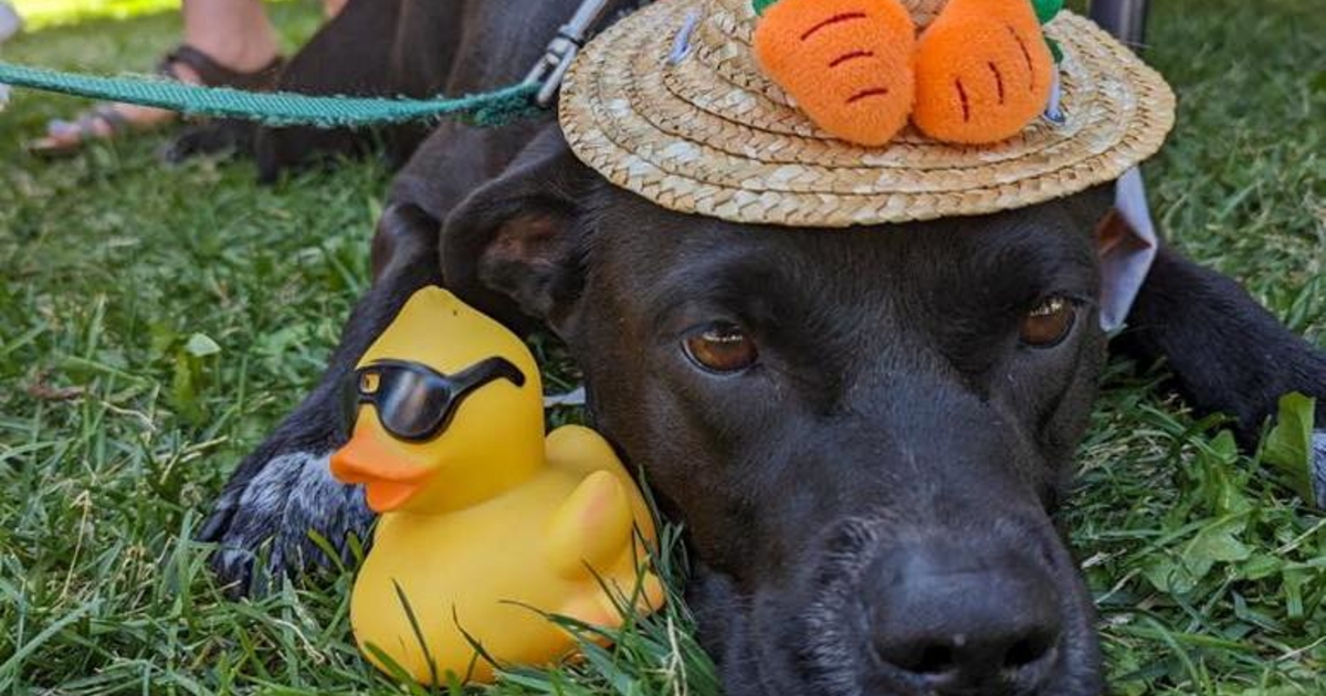 Rubber ducks make a ‘speck-quack-ular' escape | Plastics News