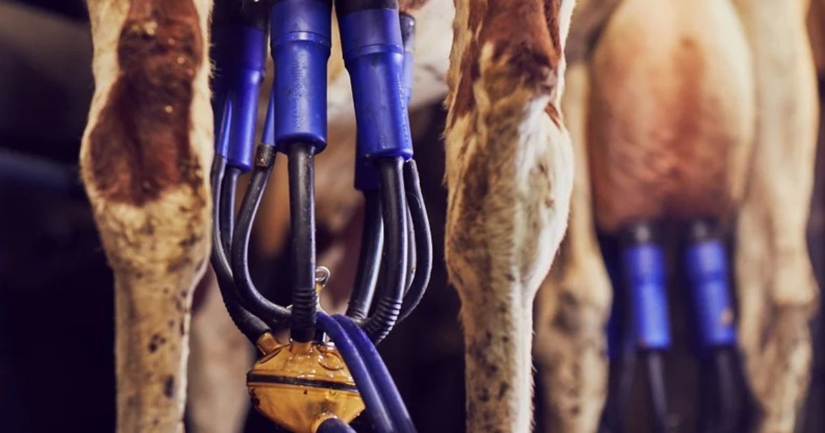 Avon Rubber selling dairy business to focus on defense | Plastics News